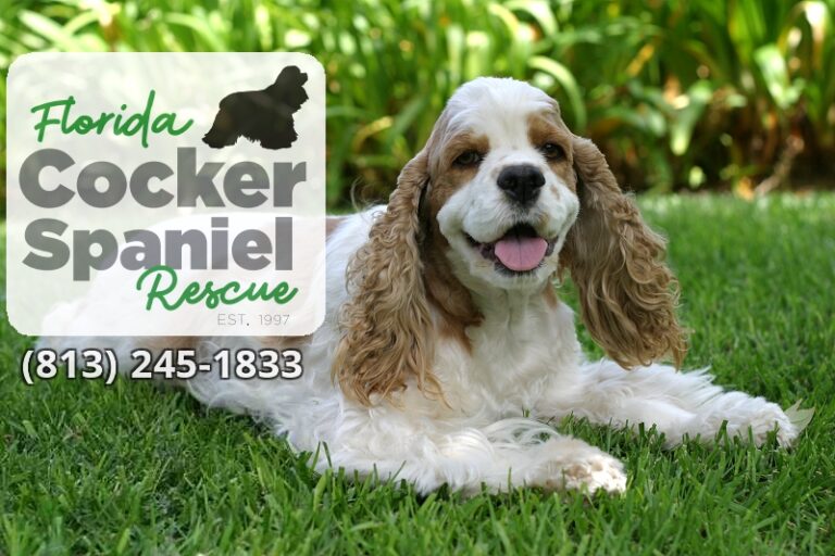 Florida Cocker Spaniel Rescue… – 20 Years Rescuing & Rehoming Cocker ...