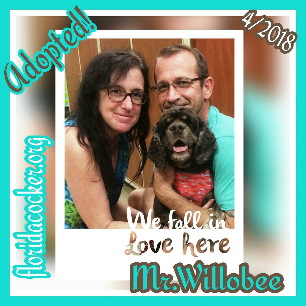 Mr. Willobee – Florida Cocker Spaniel Rescue…