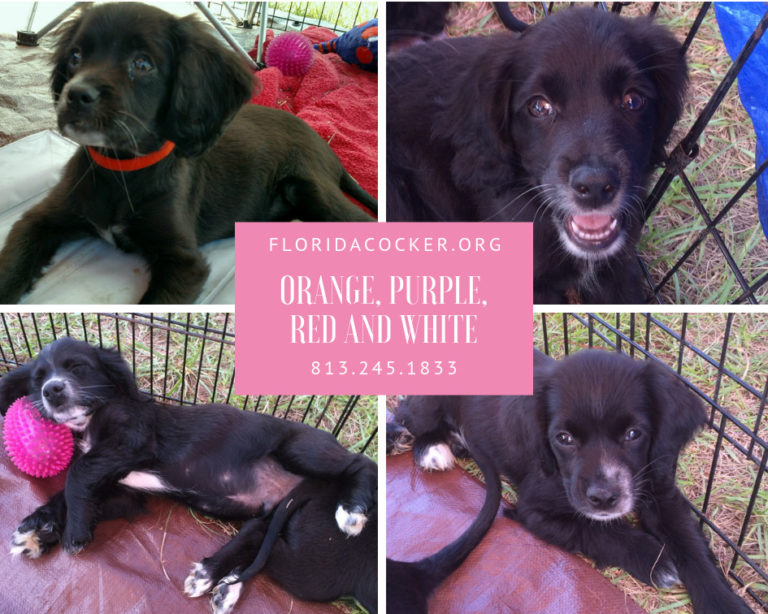 Chi-Spaniel Puppies – Florida Cocker Spaniel Rescue…