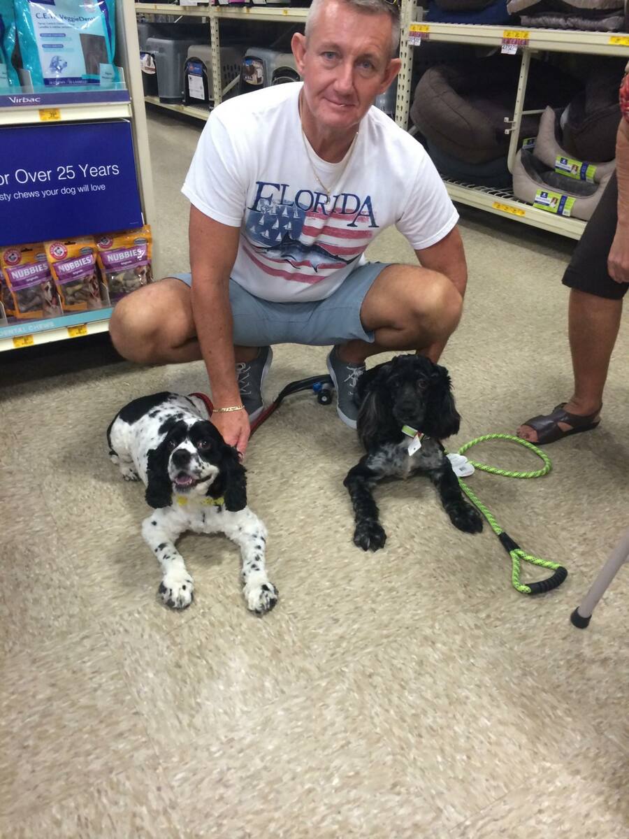 Edison – Florida Cocker Spaniel Rescue…