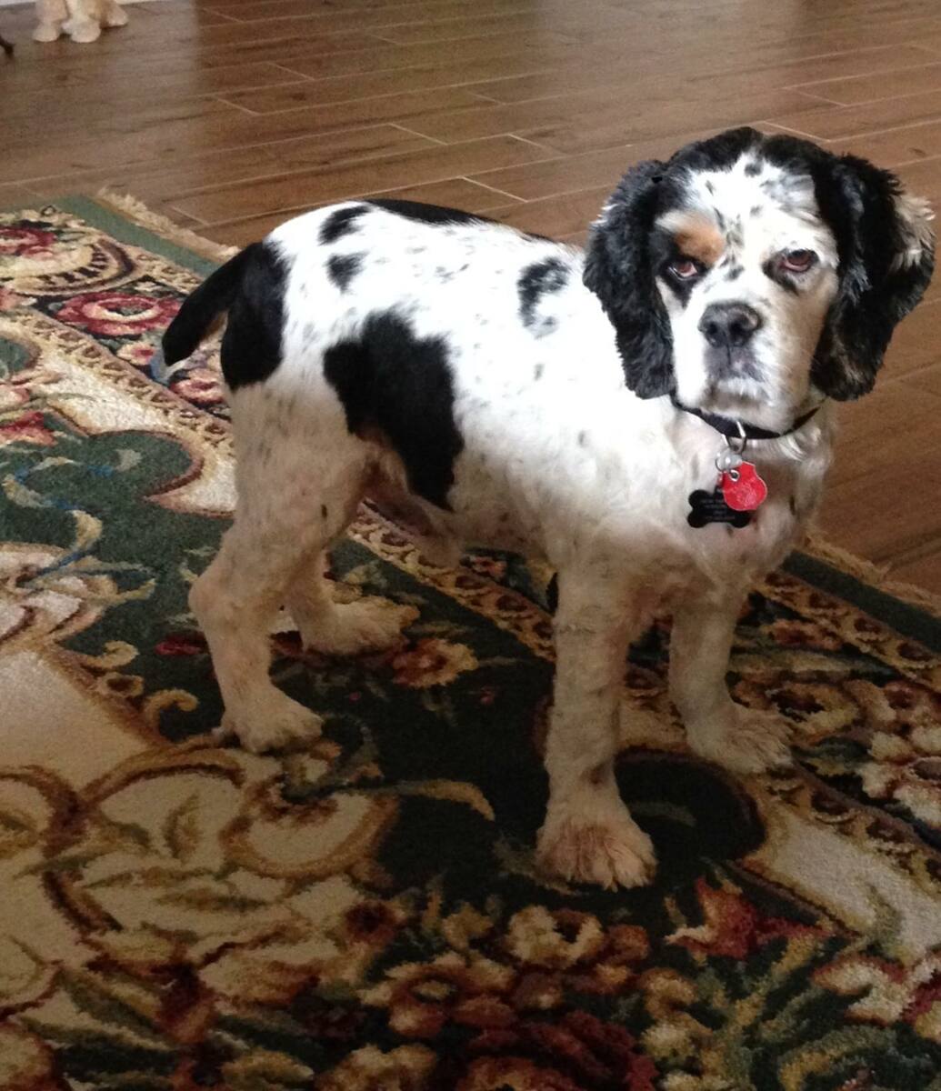 Sammie – Florida Cocker Spaniel Rescue…