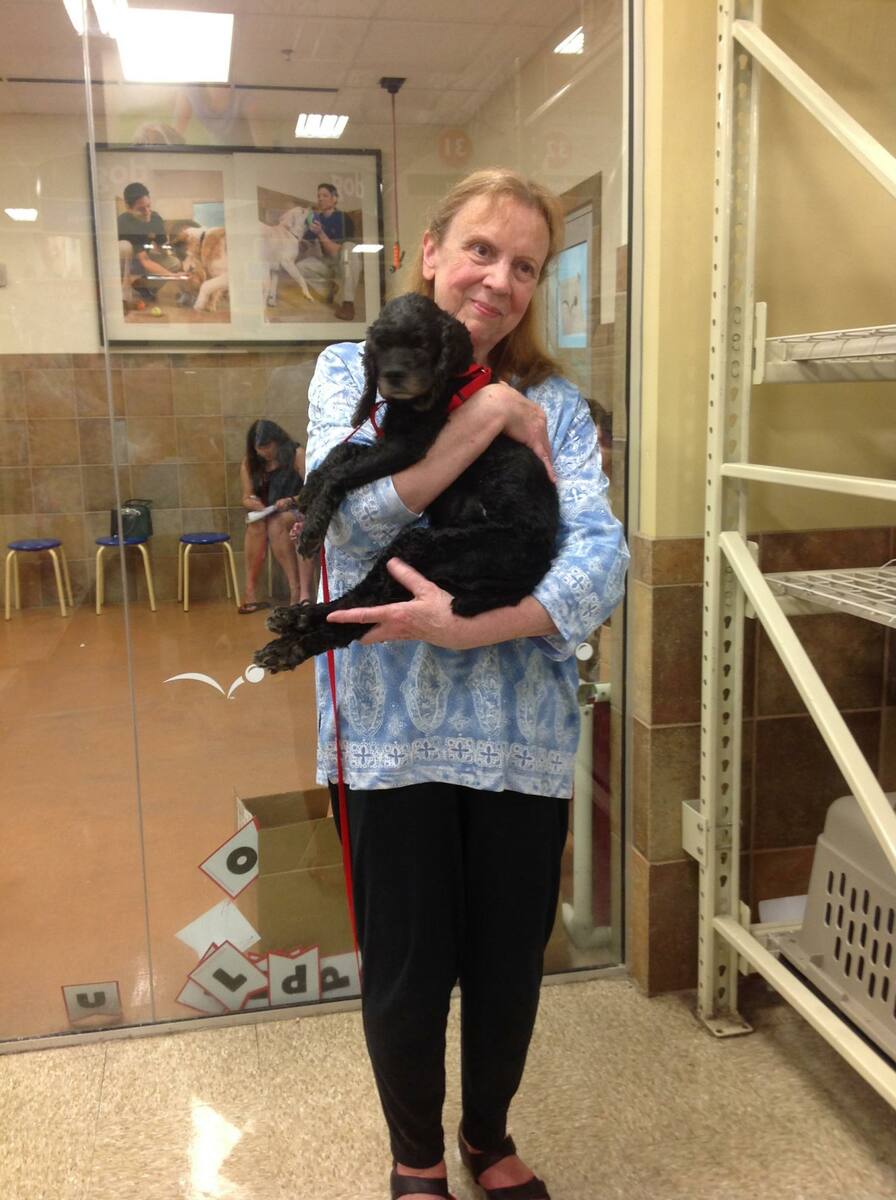 Poor Little Angel – Florida Cocker Spaniel Rescue…