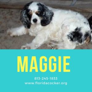Florida Cocker Spaniel Rescue - Land O' Lakes, Florida
