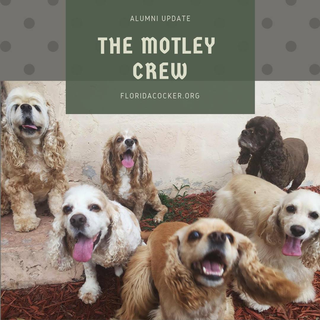 Motley Crew – Florida Cocker Spaniel Rescue…