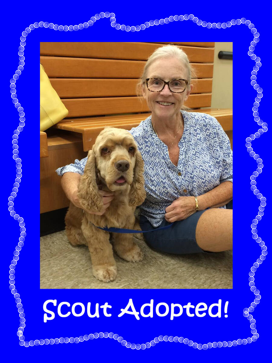 Scout – Florida Cocker Spaniel Rescue…