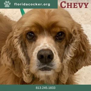 Adoptions - Florida Cocker Spaniel Rescue