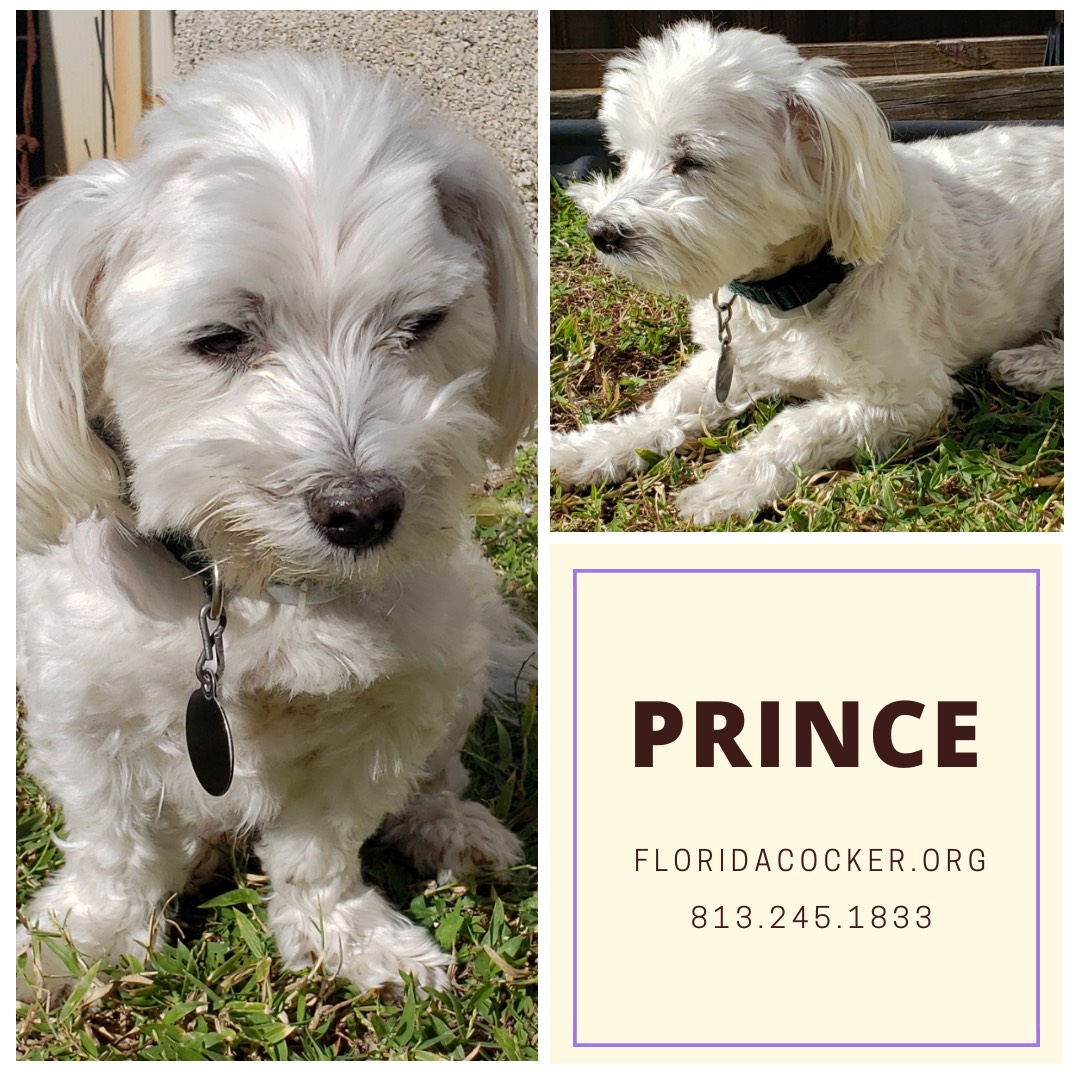 Prince – Florida Cocker Spaniel Rescue…
