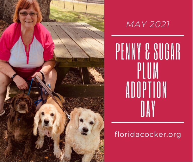 Peggy and Sugar Plum – Florida Cocker Spaniel Rescue…