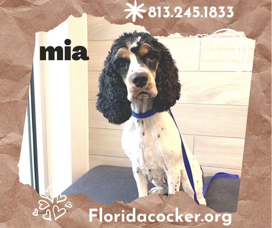 Mia - Florida Cocker Spaniel Rescue
