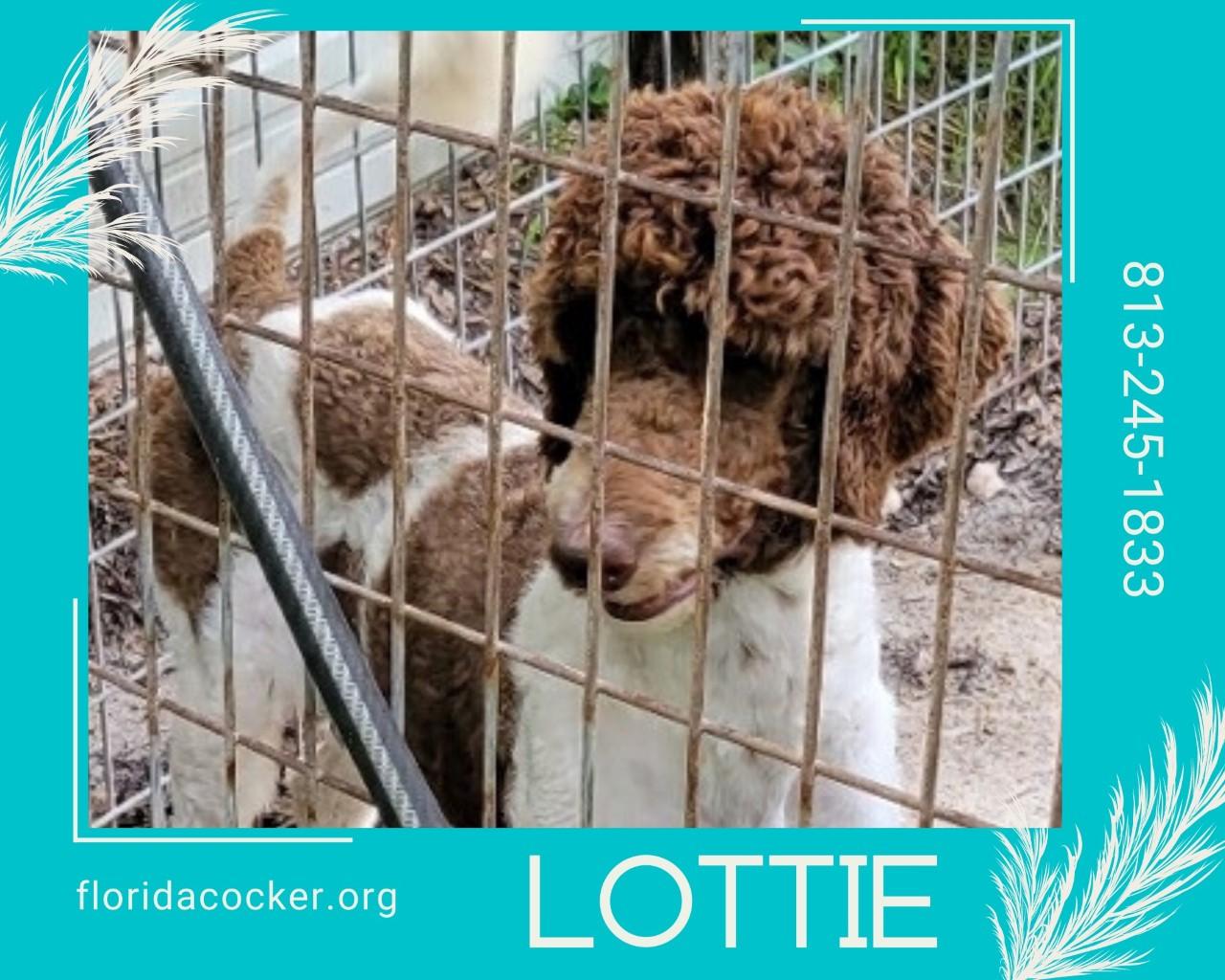 Lottie – Florida Cocker Spaniel Rescue…
