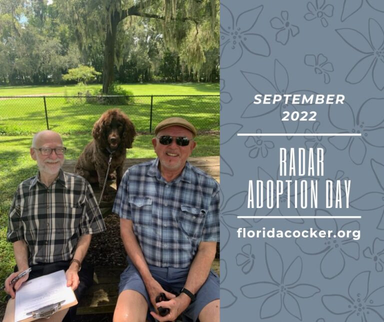 Radar – Florida Cocker Spaniel Rescue…