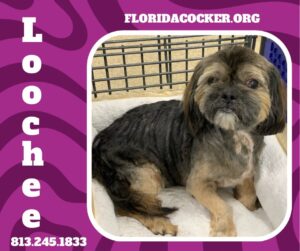 The Boys – Florida Cocker Spaniel Rescue…