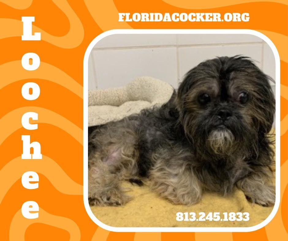 The Boys – Florida Cocker Spaniel Rescue…