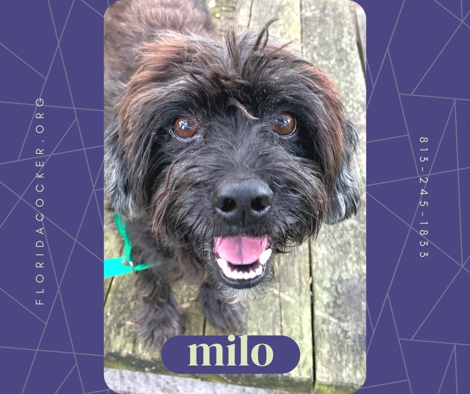 The Boys – Florida Cocker Spaniel Rescue…