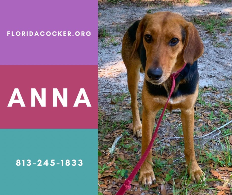 Anna – Florida Cocker Spaniel Rescue…