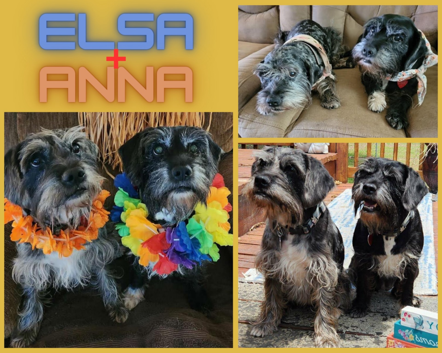 Elsa and Anna – Florida Cocker Spaniel Rescue…