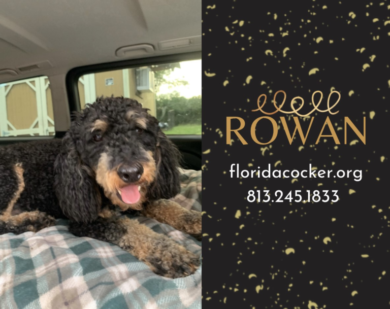 Rowan – Florida Cocker Spaniel Rescue…