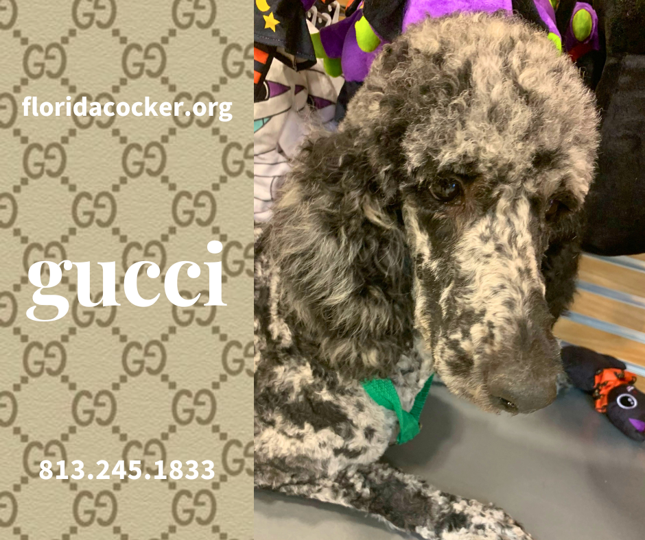 The Girls – Florida Cocker Spaniel Rescue…