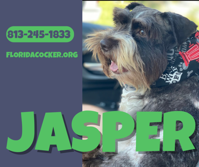 The Boys – Florida Cocker Spaniel Rescue…