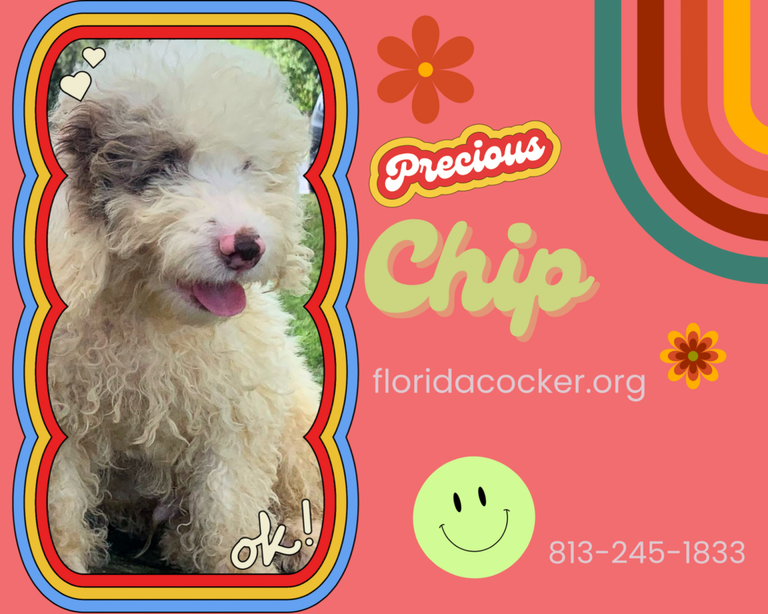 The Boys – Florida Cocker Spaniel Rescue…