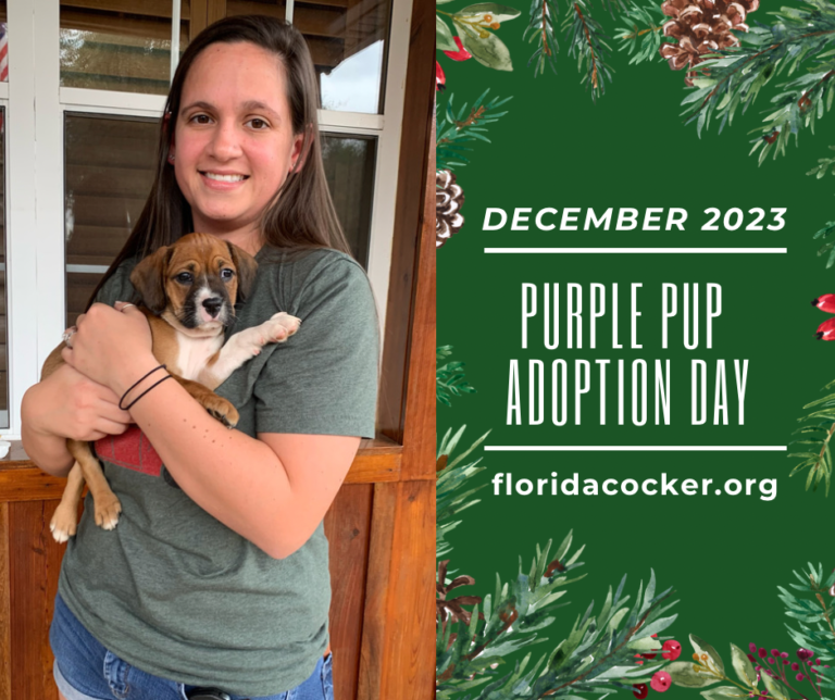 Purple Pup – Florida Cocker Spaniel Rescue…