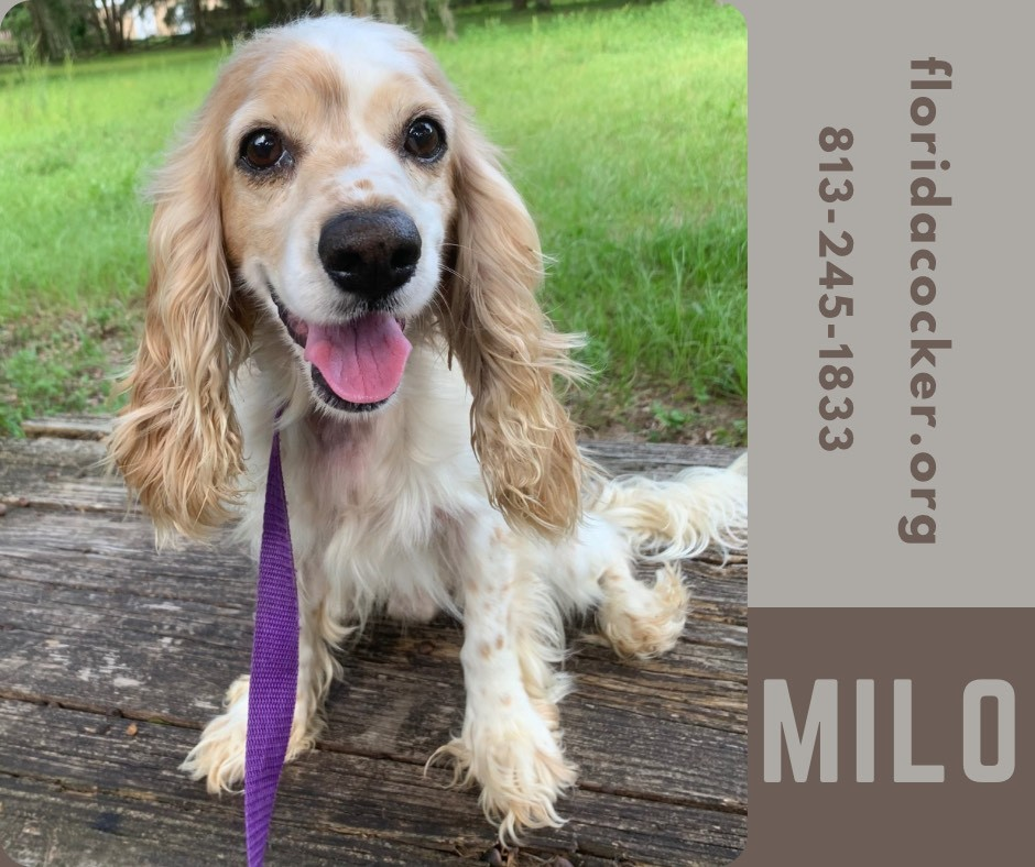 The Boys – Florida Cocker Spaniel Rescue…