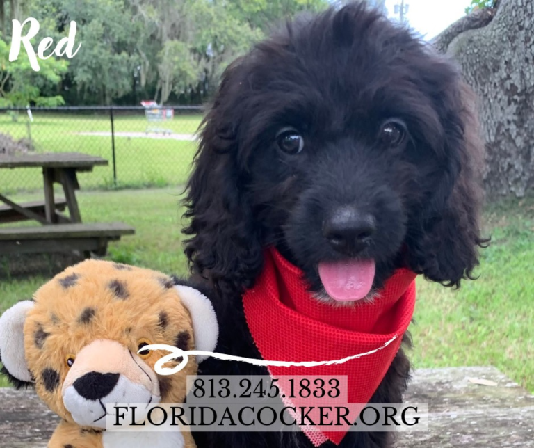 The Boys – Florida Cocker Spaniel Rescue…