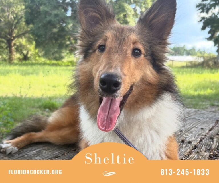 Sheltie – Florida Cocker Spaniel Rescue…